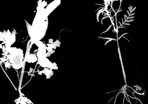 Page d'accueil - Musée de la Photographie